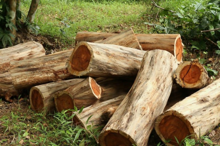 6 Biggest Differences Between the Timber and Lumber – K-Timber