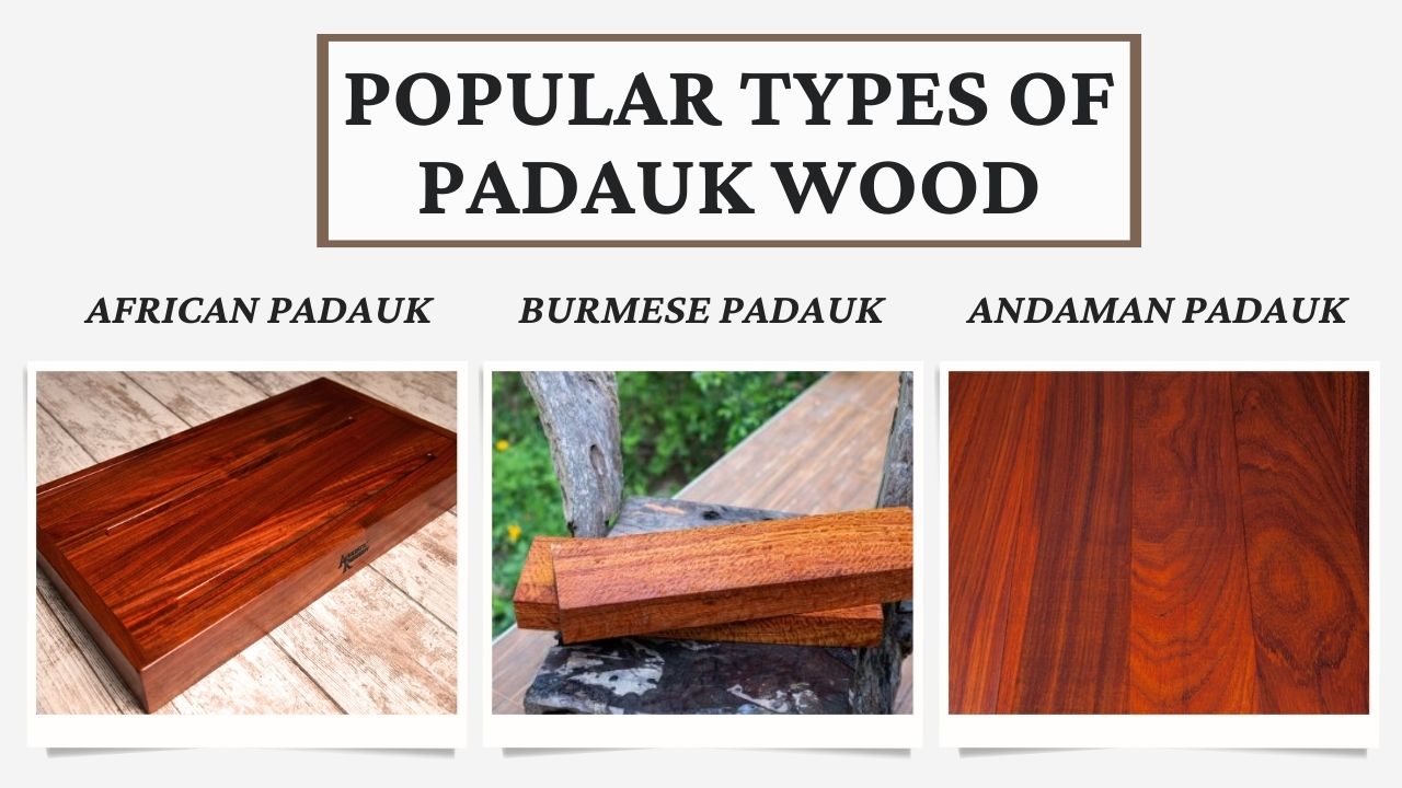 Padauk Wood: Properties, Uses, Advantages & Disadvantages – K-Timber