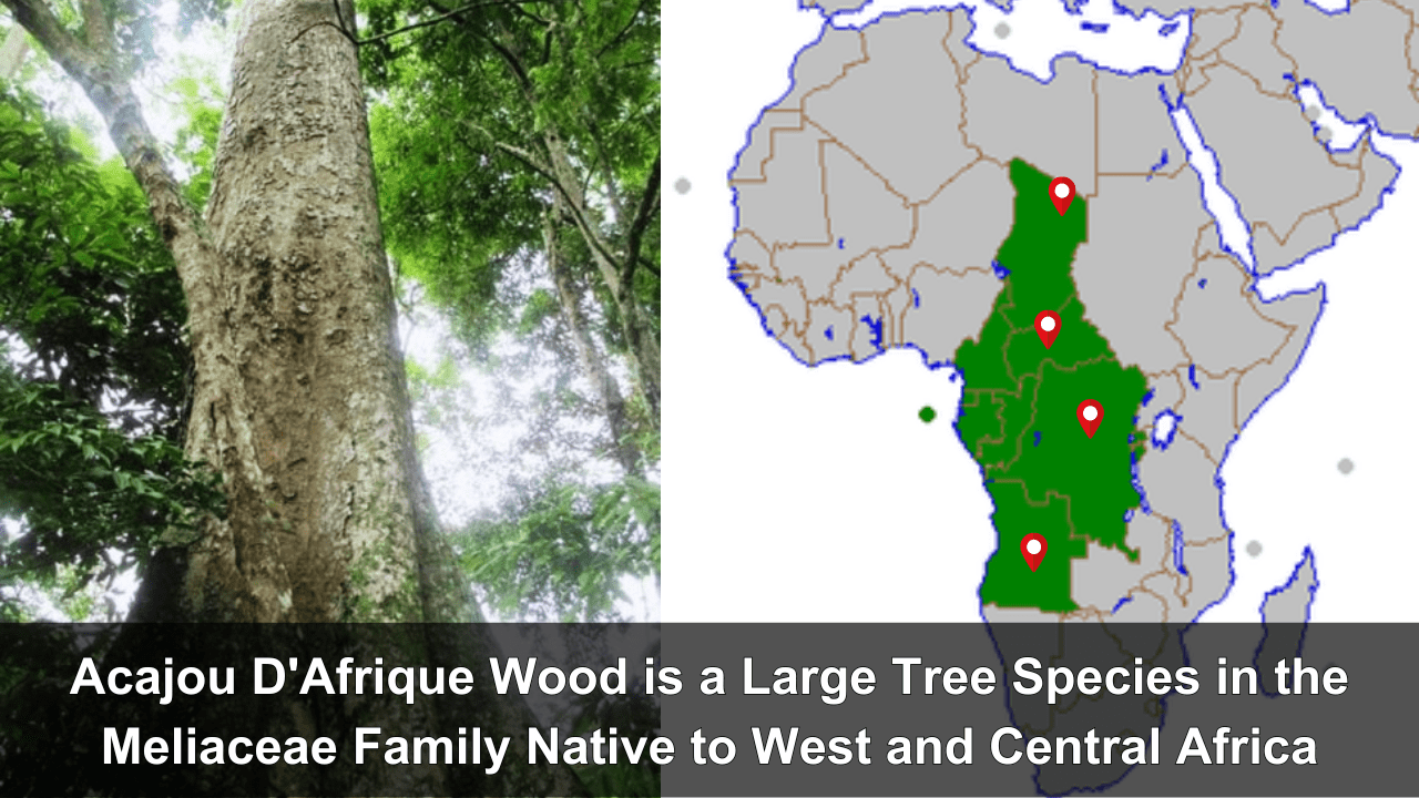 Acajou D’afrique Wood: Properties, Characteristics & Uses – K-Timber
