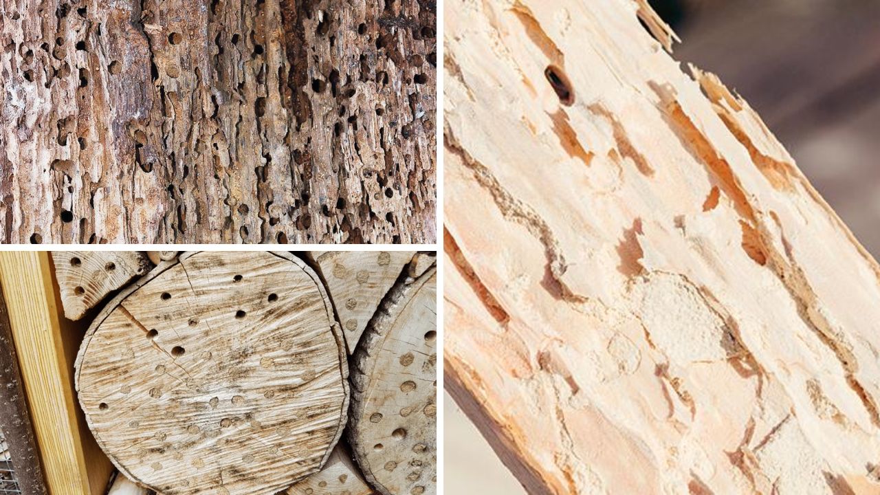 Top 11 Common Wood Defects to Avoid for Wholesaler – K-Timber