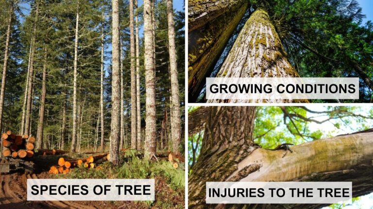 Top 11 Common Wood Defects to Avoid for Wholesaler – K-Timber