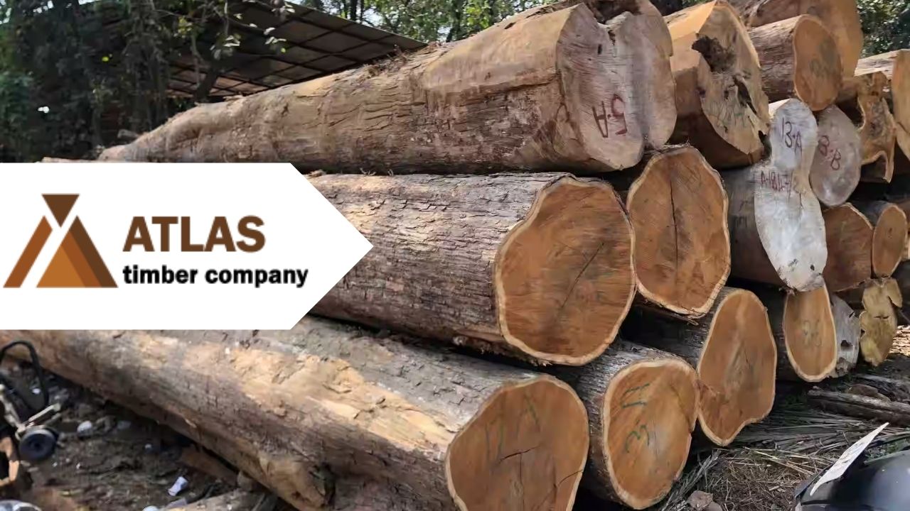 Top 5 African Wood Suppliers in the World – K-Timber