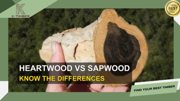 Heartwood vs Sapwood: Know the Crucial Differences – K-Timber