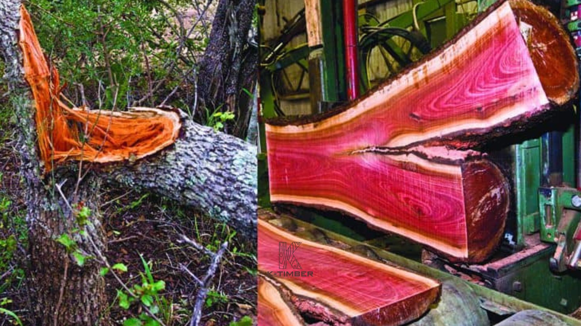 African Rosewood – The rarest wood in Africa? – K-Timber