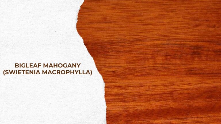 Mahogany Wood: Properties, Characteristics, and Applications – K-Timber